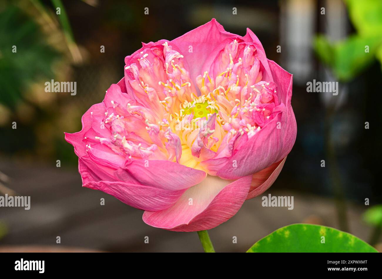 Beautiful blooming thai lotus Stock Photo - Alamy
