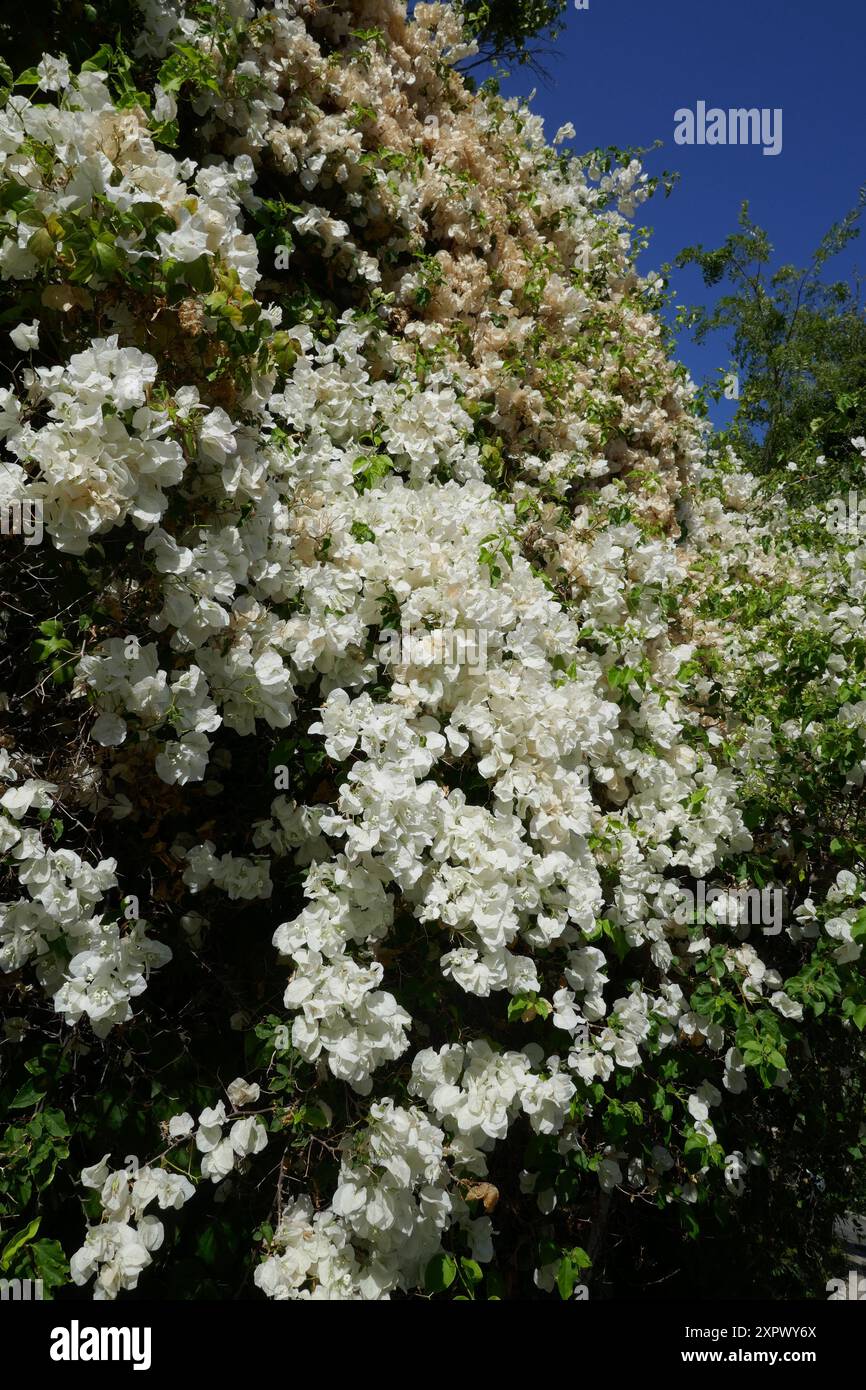 Beverly Hills, California, USA 7th August 2024 Ridgedale Drive in Beverly Hills, California, USA ...