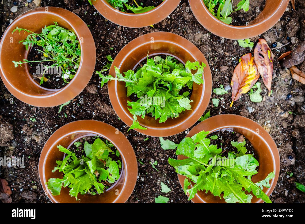 Animal friendly protection of young seedlings in raised garden bed with ...