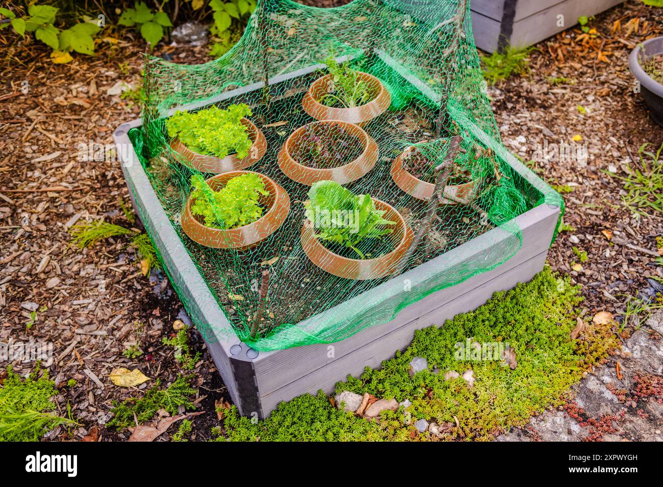 Animal friendly protection of young seedlings in raised garden bed with ...
