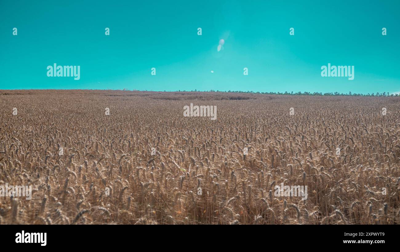 Wheat field in a hot summer day Stock Photo - Alamy
