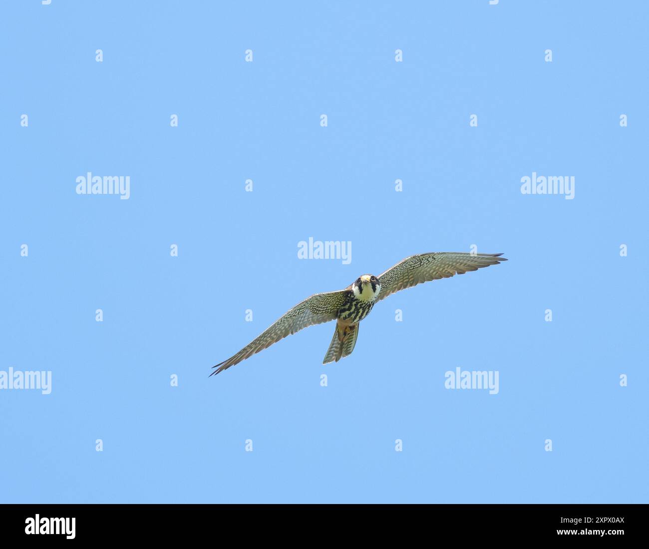 Hobby bird hi-res stock photography and images - Alamy