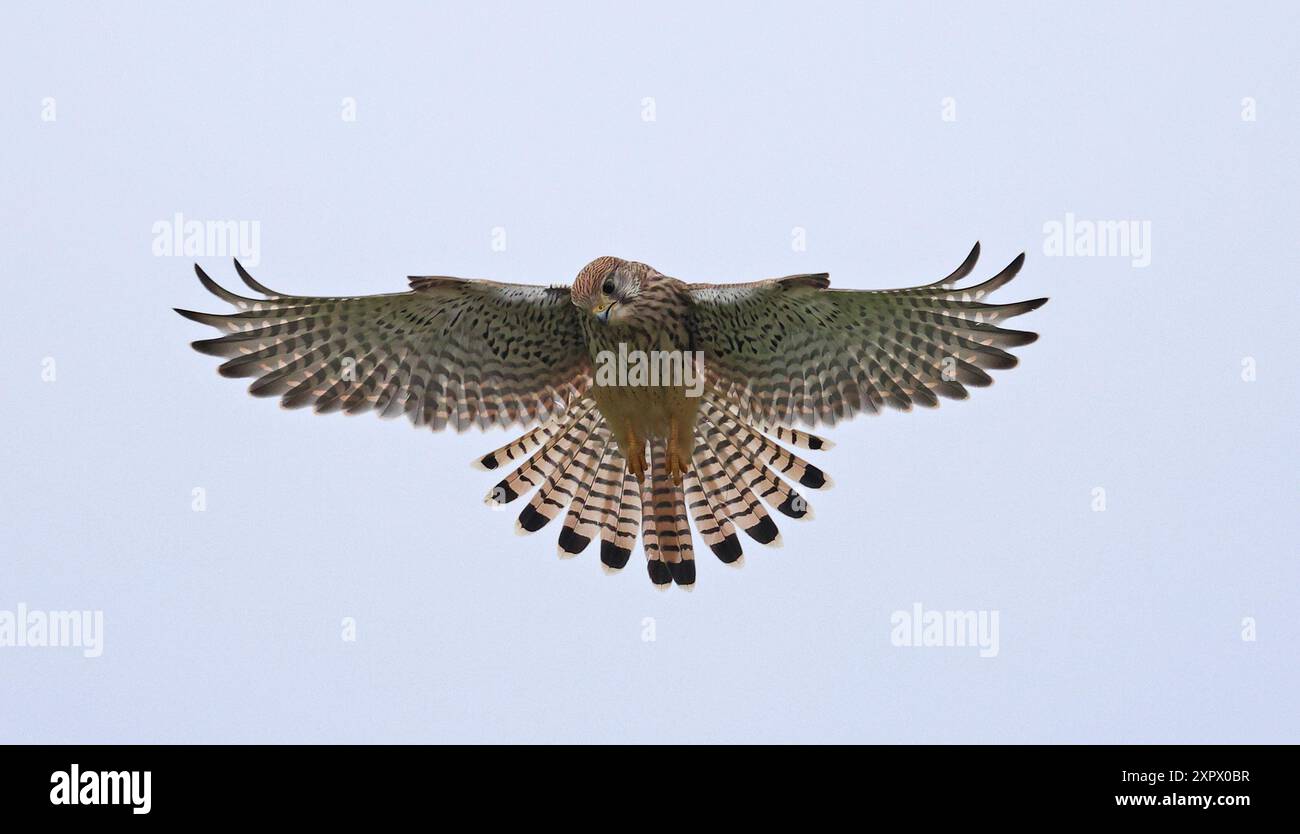 Common kestrel hunting hi-res stock photography and images - Alamy