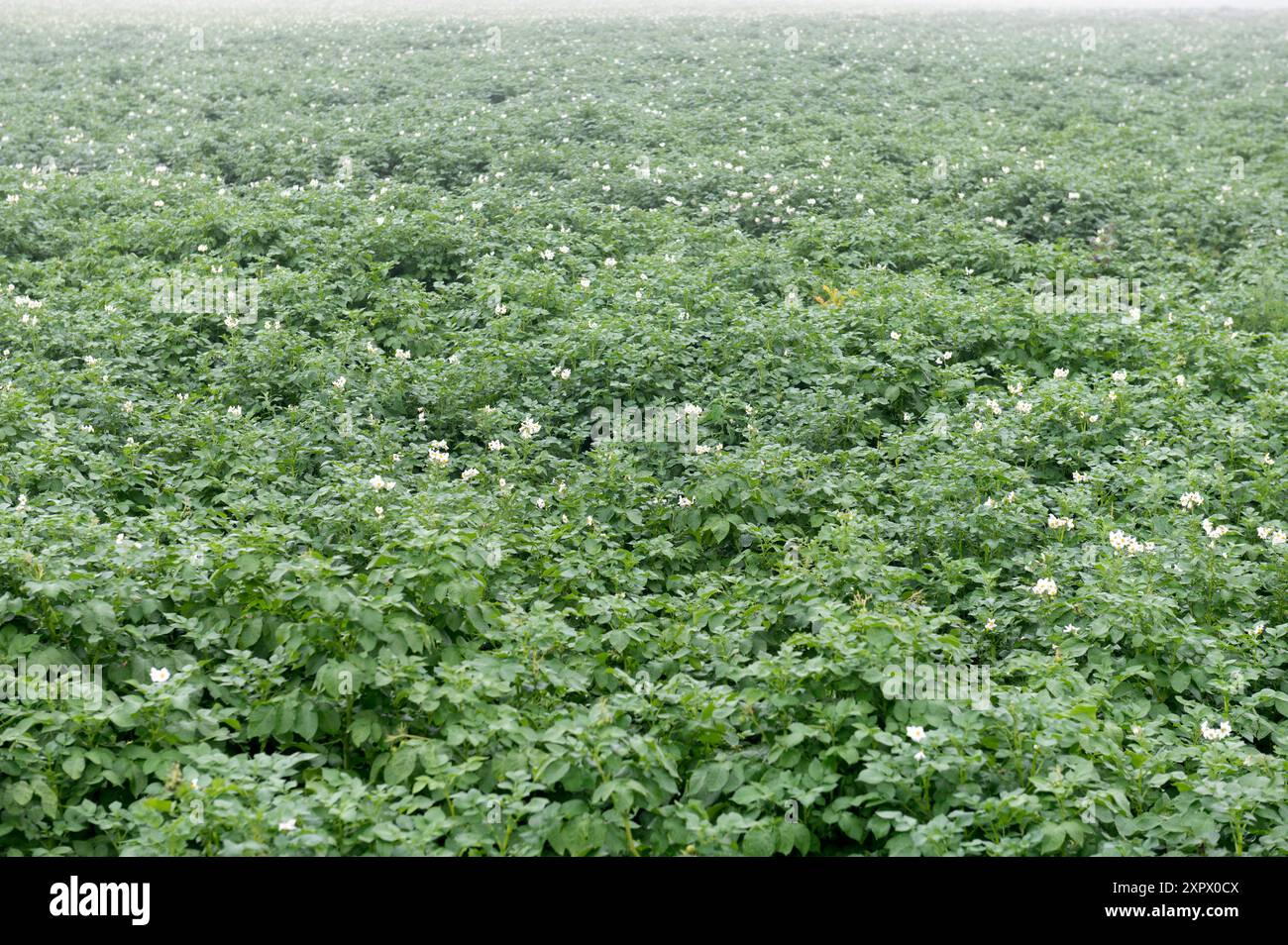 Anbaufaehiges hi-res stock photography and images - Alamy