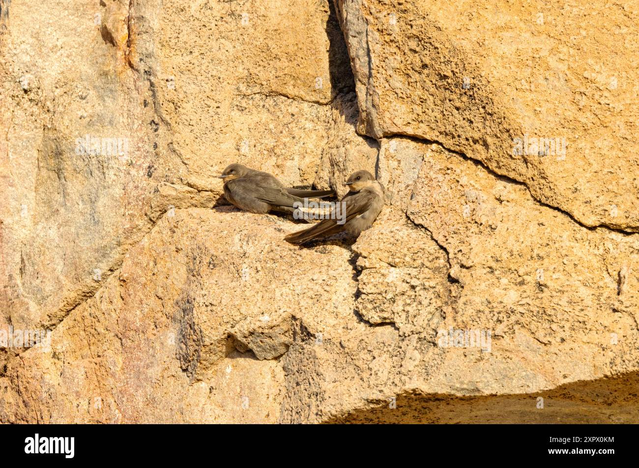 A pair of Rock Martin rest, taking a break from building their mud ...