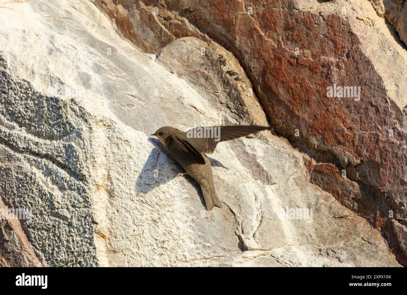 A Rock Martin rests on the rock face, taking a break from building ...