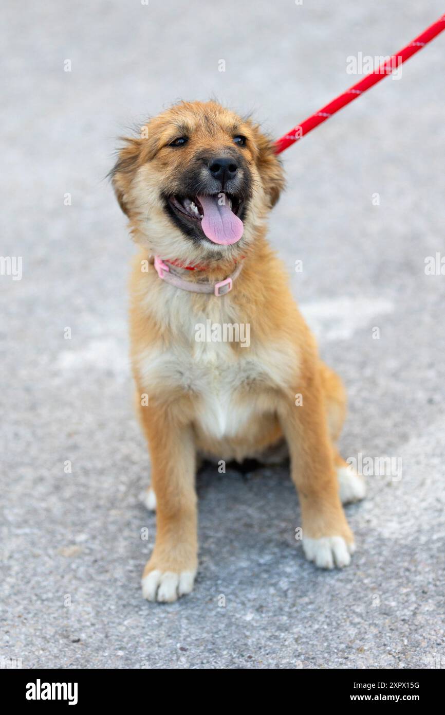 Red mutt puppy sitting outdoor. Mixed-breed dog Stock Photo - Alamy