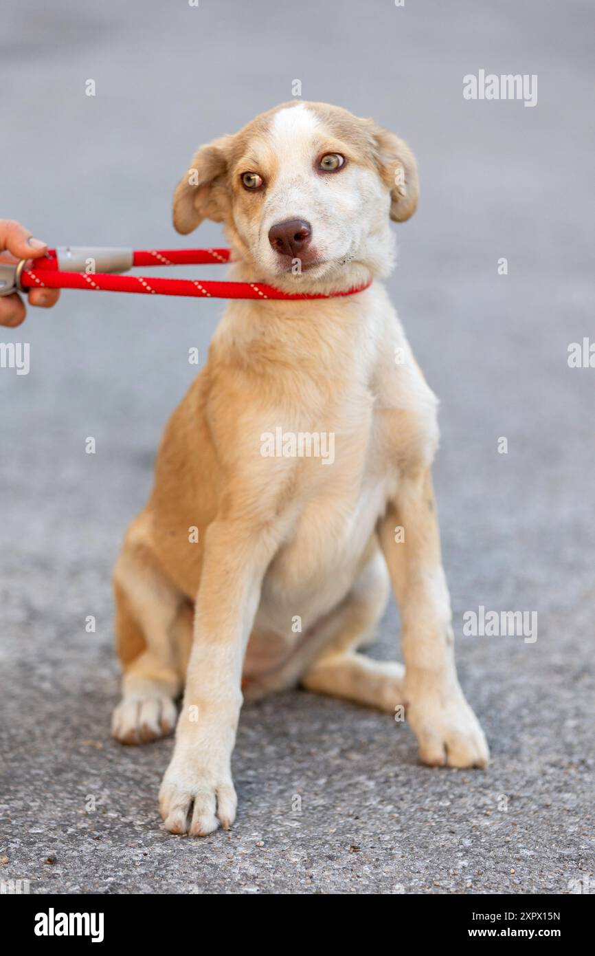 Red mutt puppy sitting outdoor. Mix Breed dog Stock Photo - Alamy