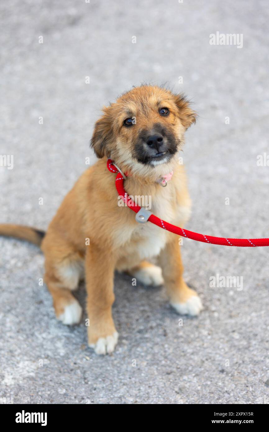 Red mutt puppy sitting outdoor. Mixed-breed dog Stock Photo - Alamy