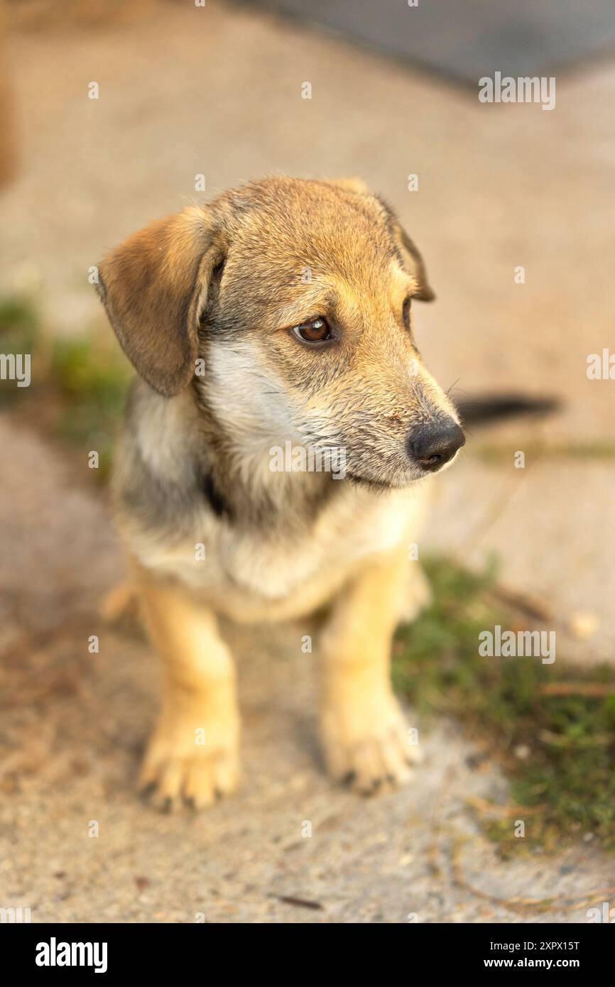 Brown mutt puppy sitting outdoor. Mixed-breed dog Stock Photo - Alamy