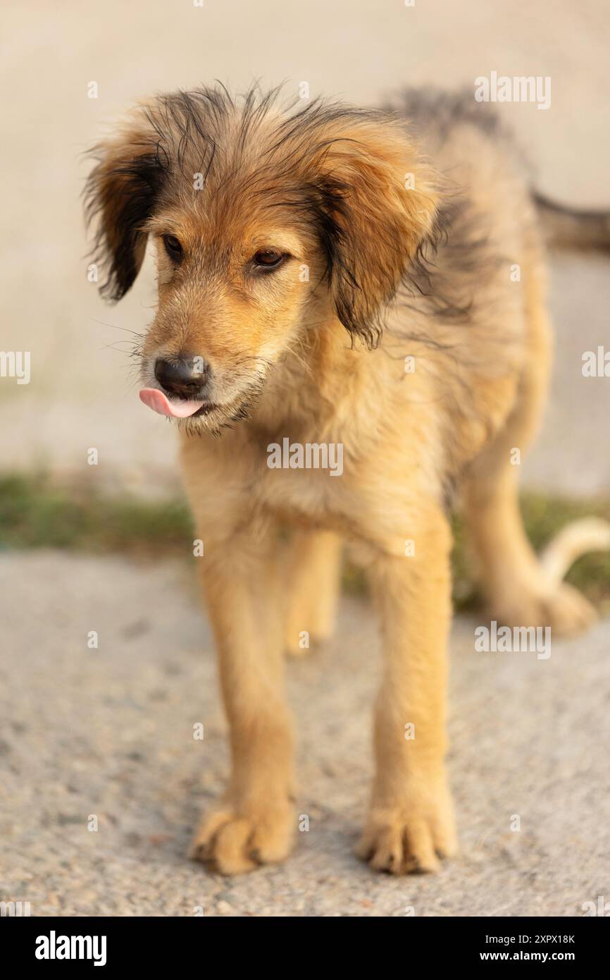 Red fuzzy mutt puppy standing outdoor. Mix Breed street dog Stock Photo ...