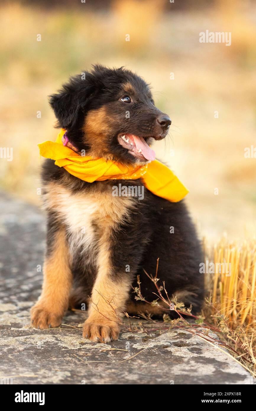 Happy Black and brown puppy mutt dog in yellow scarf sitting outdoors ...