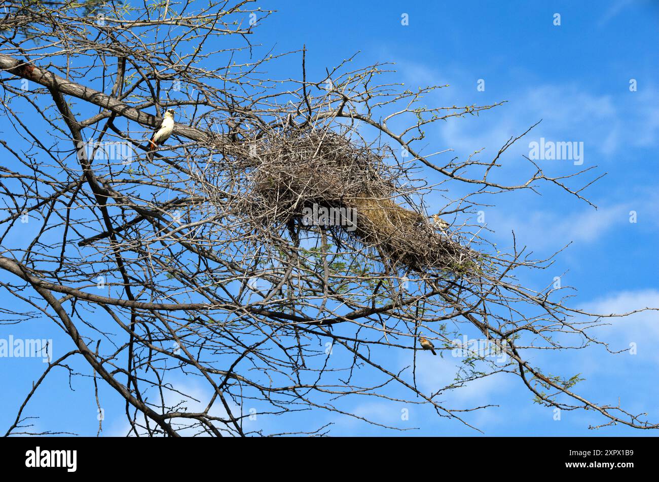 A White-headed Buffalo-weaver perches close to its huge nest structure ...