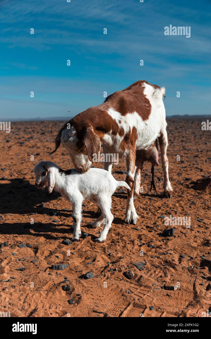 Goat with the placenta still hanging, cleaning its newborn calf at ...