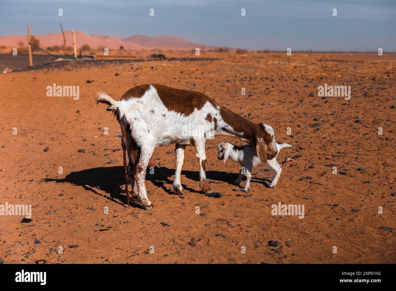 Goat with the placenta still hanging, cleaning its newborn calf at ...