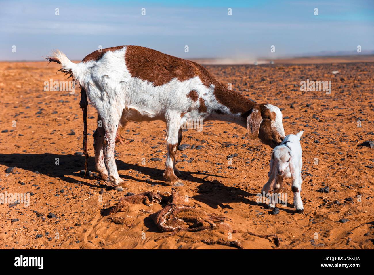 Goat with the placenta, cleaning its newborn calf at sahara desert ...