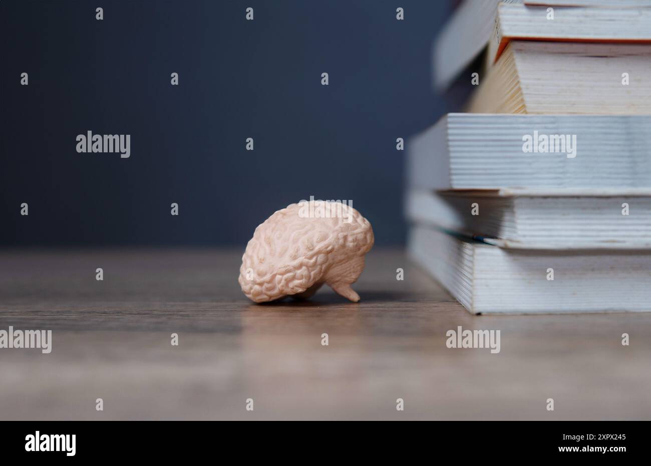 A close-up image of a human brain model next to a stack of books against a dark background ...