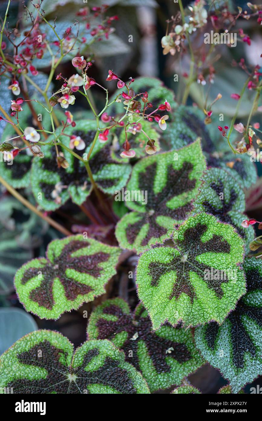 Iron cross begonia (Begonia masoniana), Begoniaceae. Rhizomatous ...