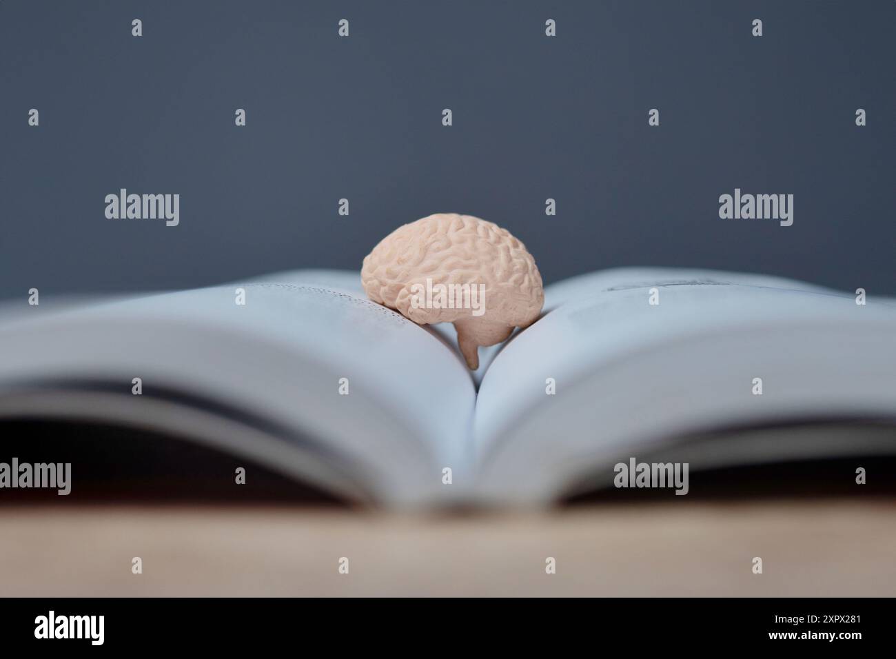 A close-up image of a small human brain model on an open book ...