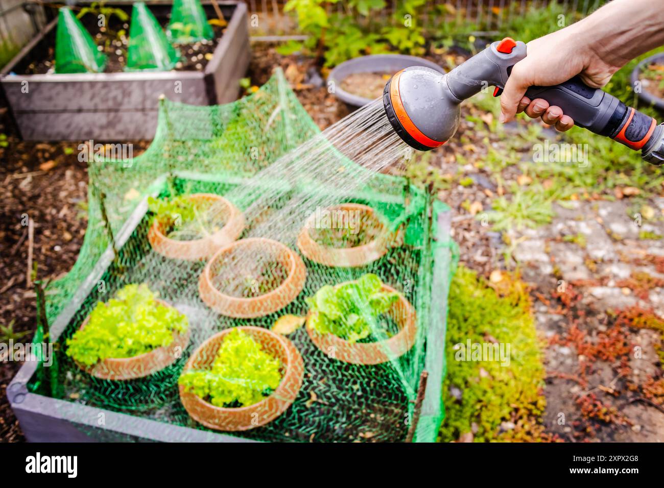 Watering small raised garden bed with animal friendly protection of ...