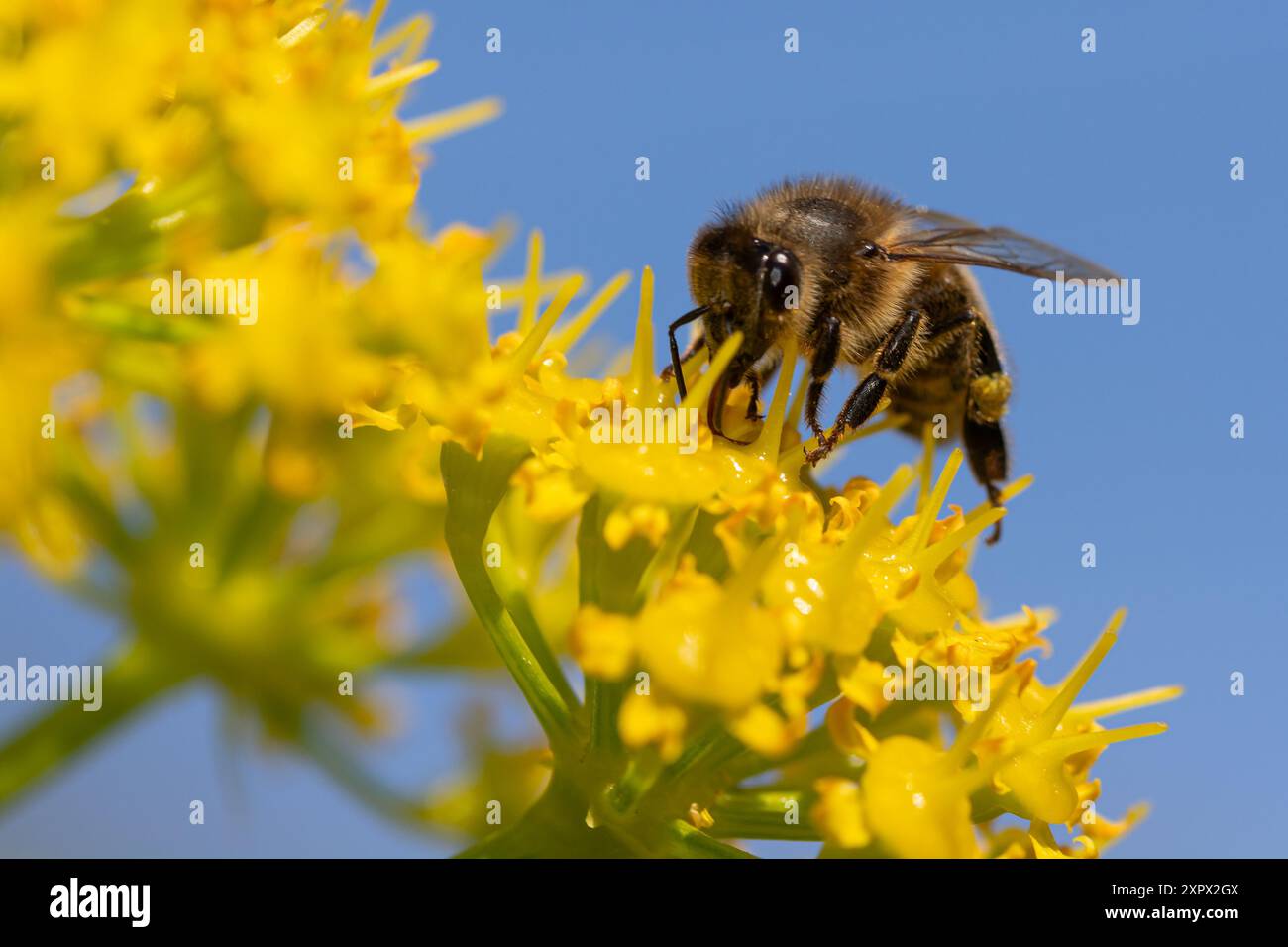 Work details animal life hi-res stock photography and images - Alamy