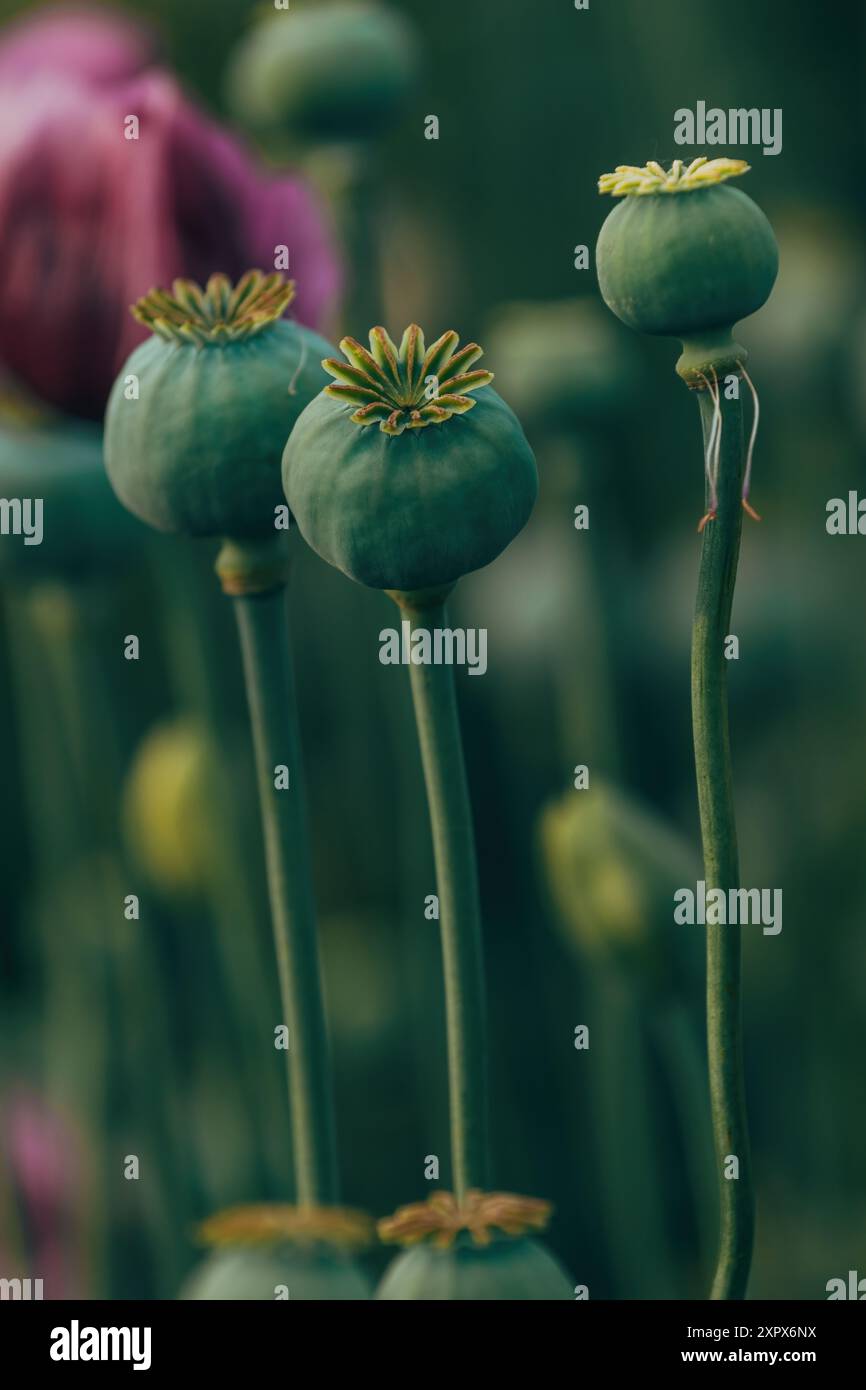Opium poppy unripe capsules sway hi-res stock photography and images ...
