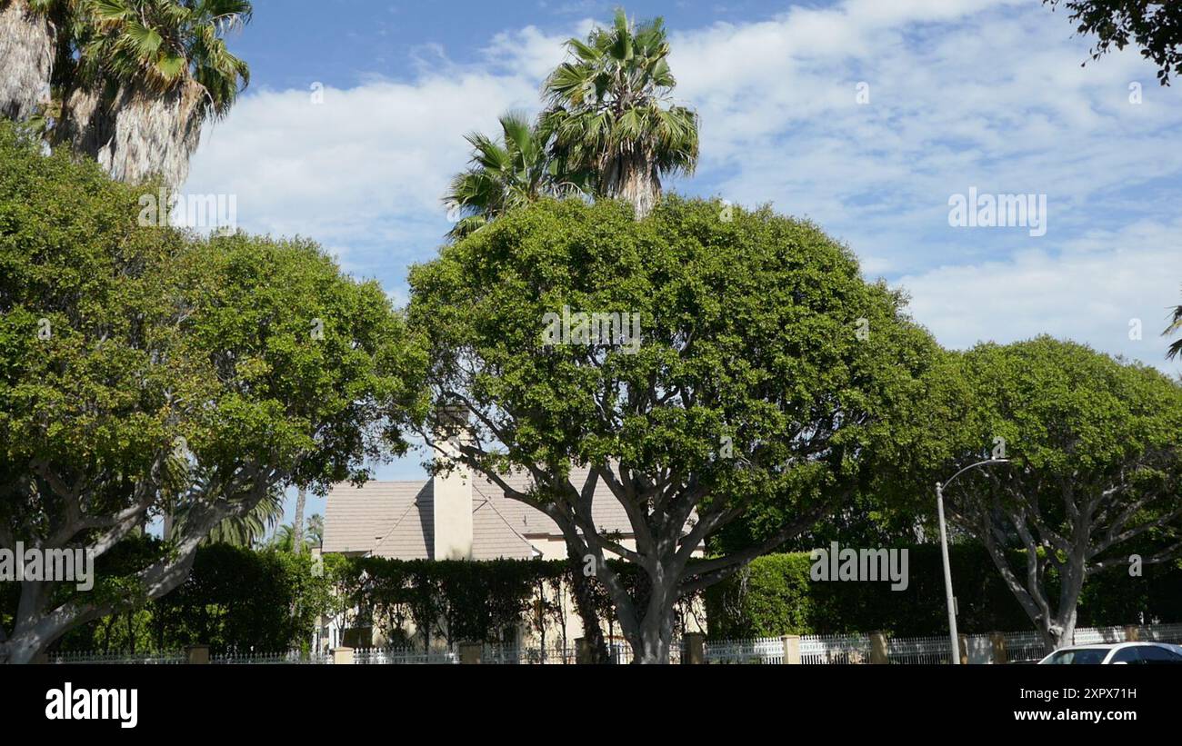 Beverly Hills, California, USA 7th August 2024 Director Tod Browning ...