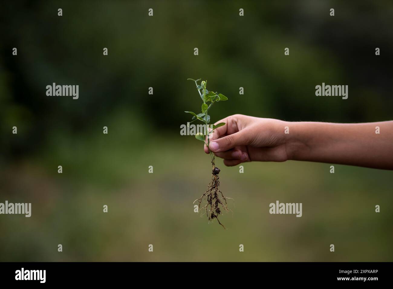 Young pea plant in hand Stock Photo - Alamy