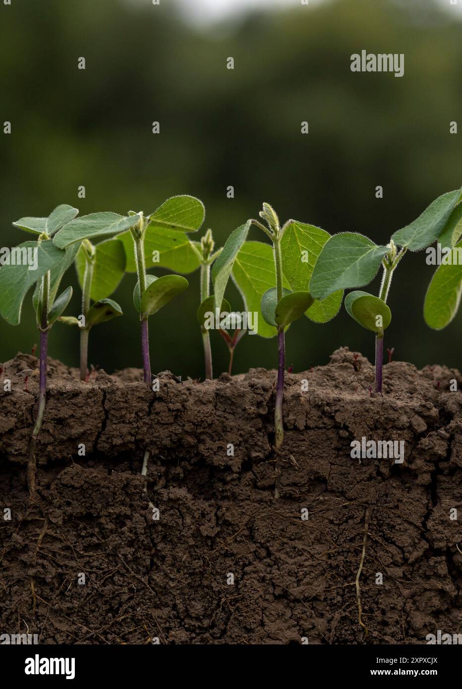 Young soybean plants with roots in the soil Stock Photo - Alamy