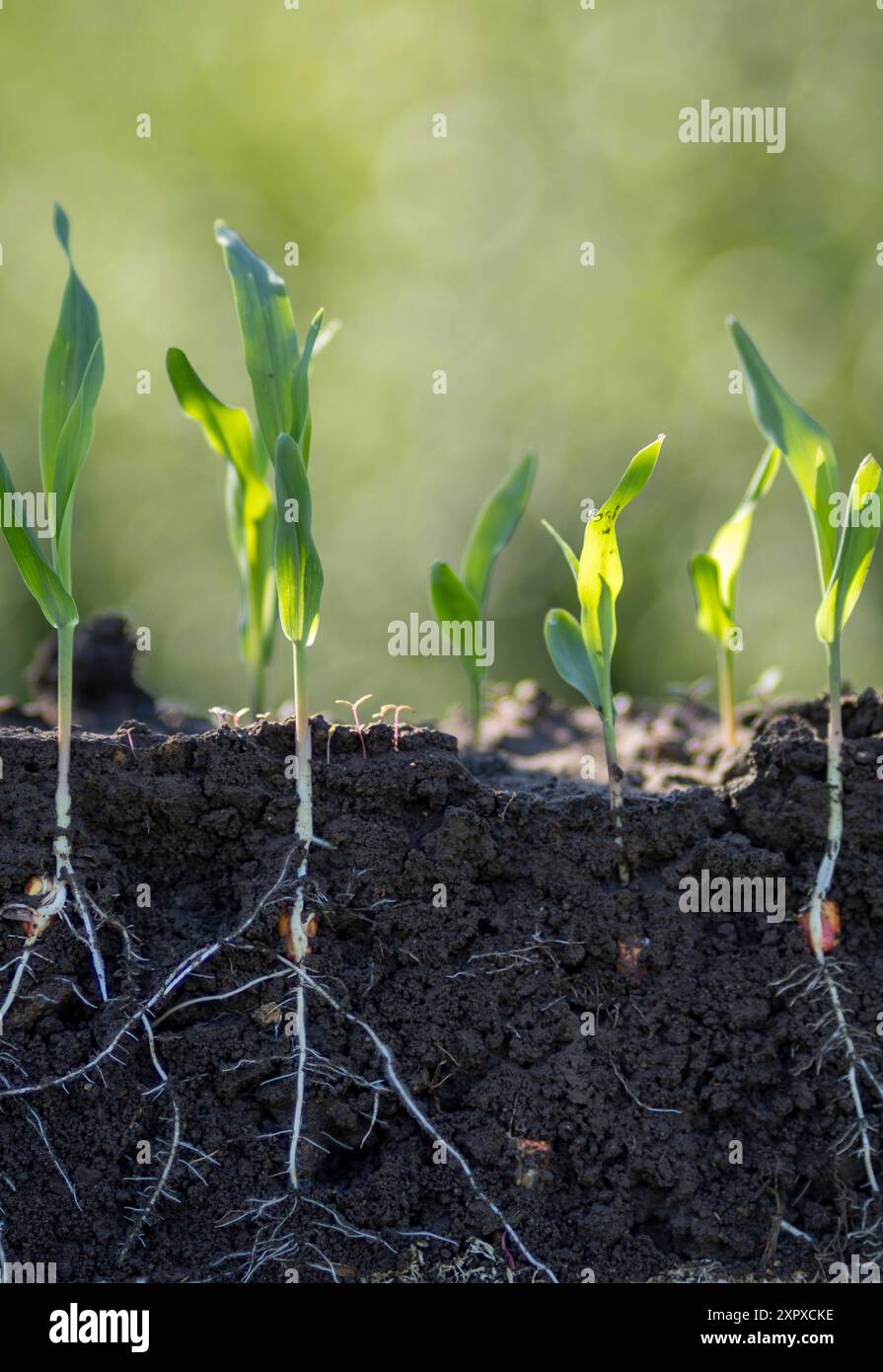 Young corn plants with roots in the soil Stock Photo - Alamy