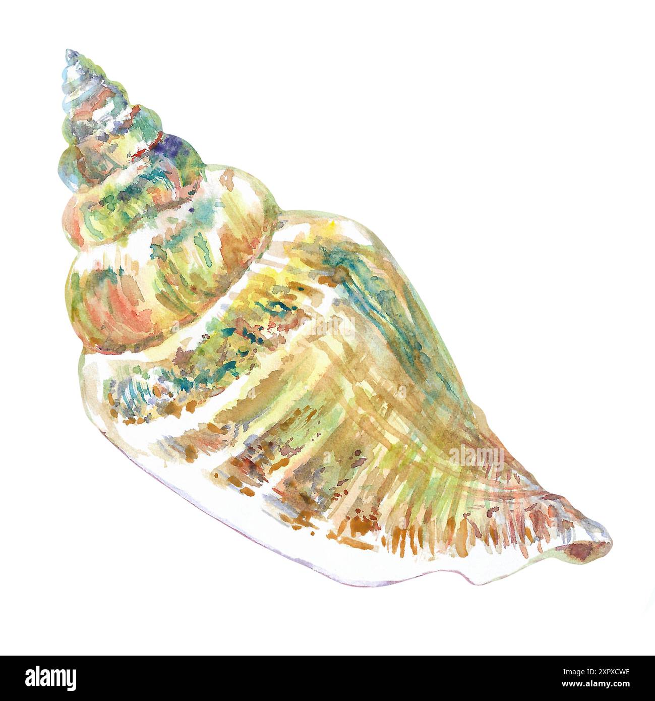 Shell isolate of underwater world of hand drawing in watercolor. Voluta ...