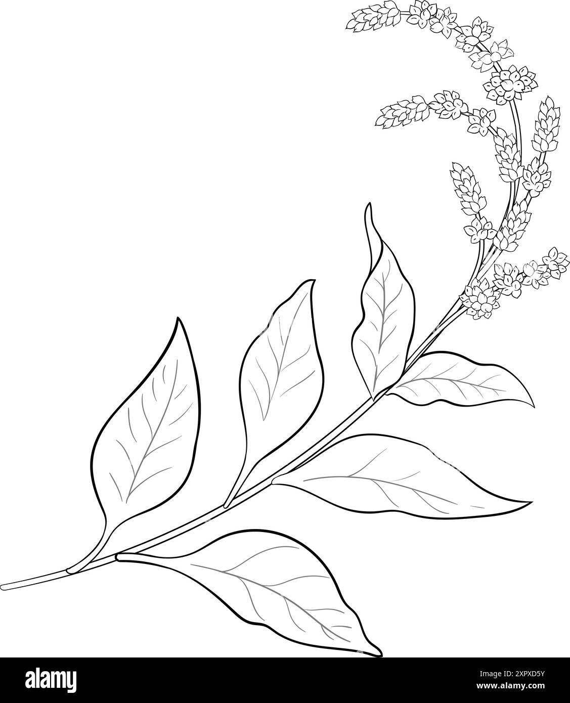 Amaranth Plant with Leaves Outline Illustration Stock Vector Image ...