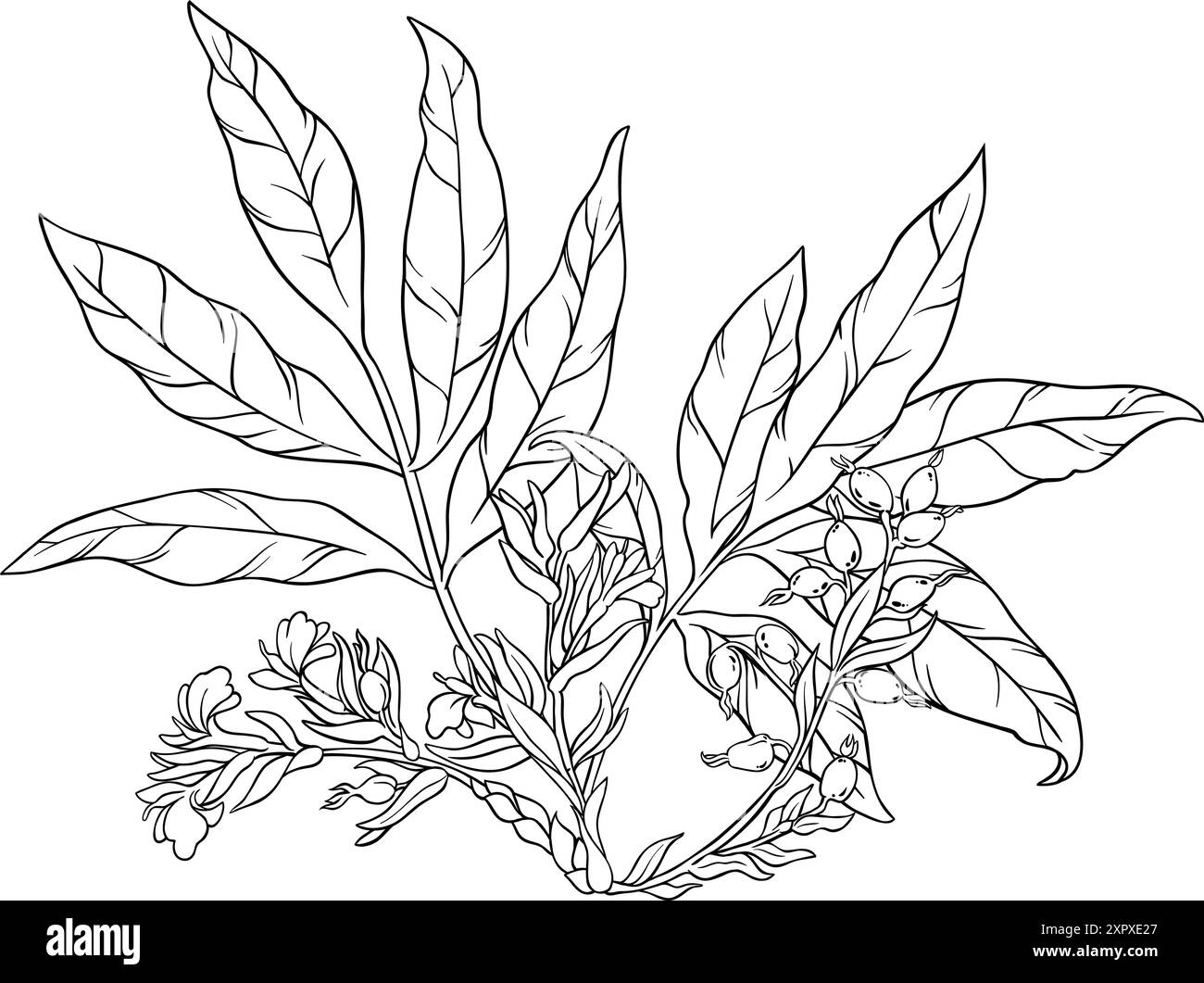 Cardamom Plant with Outline Illustration Stock Vector Image & Art - Alamy