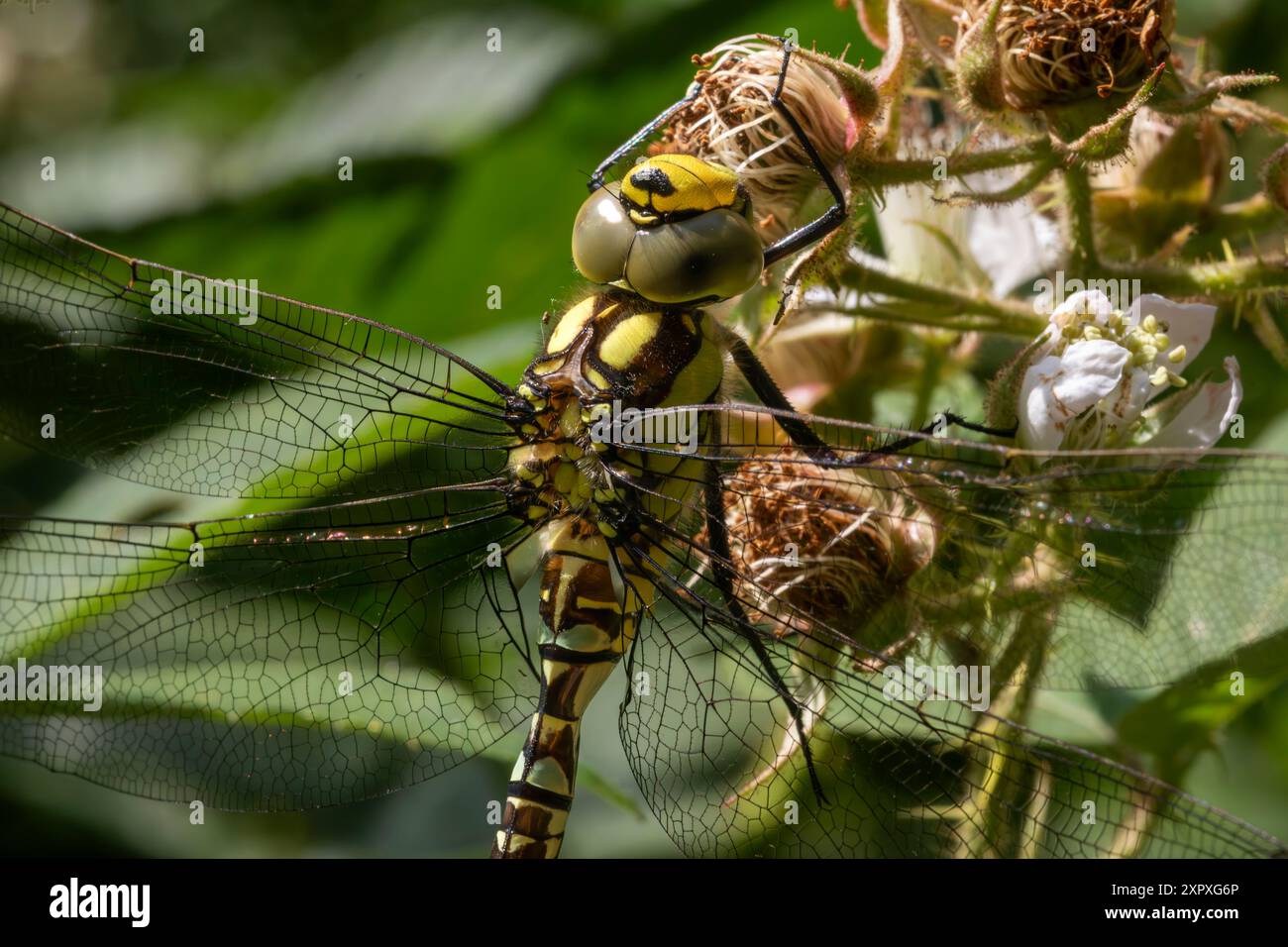 Head, Thorax and Wing Detail Of a Southern or Blue Hawker Dragonfly ...