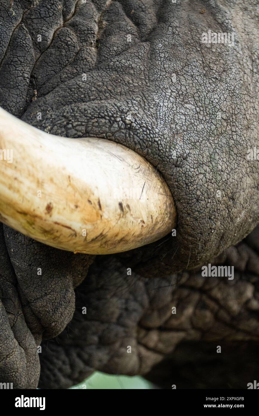 A close-up view of an elephant's tusk and textured skin in a natural ...