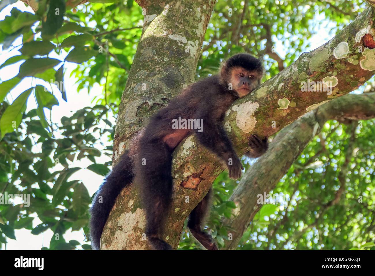 Iguazu National Park, Argentina. A capuchin monkey in the rainforest ...