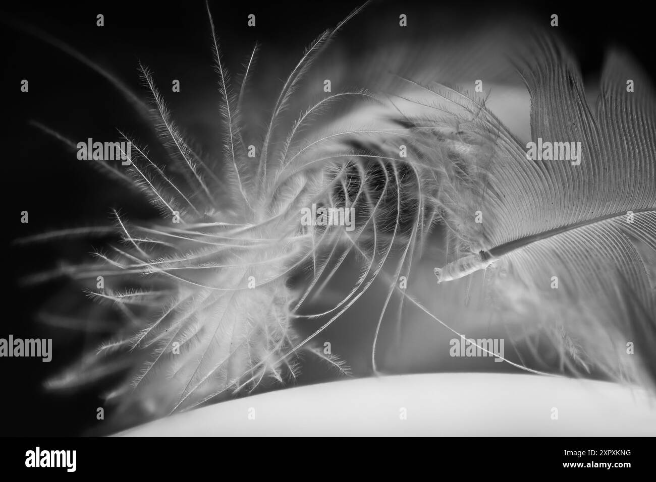 Showcasing fine lines Black and White Stock Photos & Images - Alamy