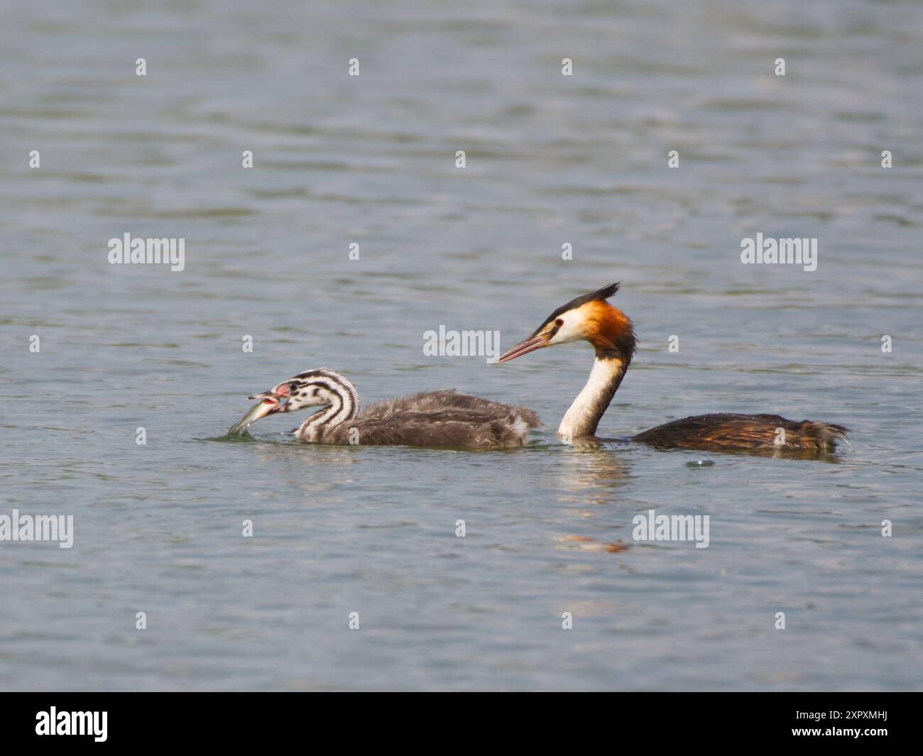 Great crested grebes on a lake feeding. Adult grebes feeding small ...