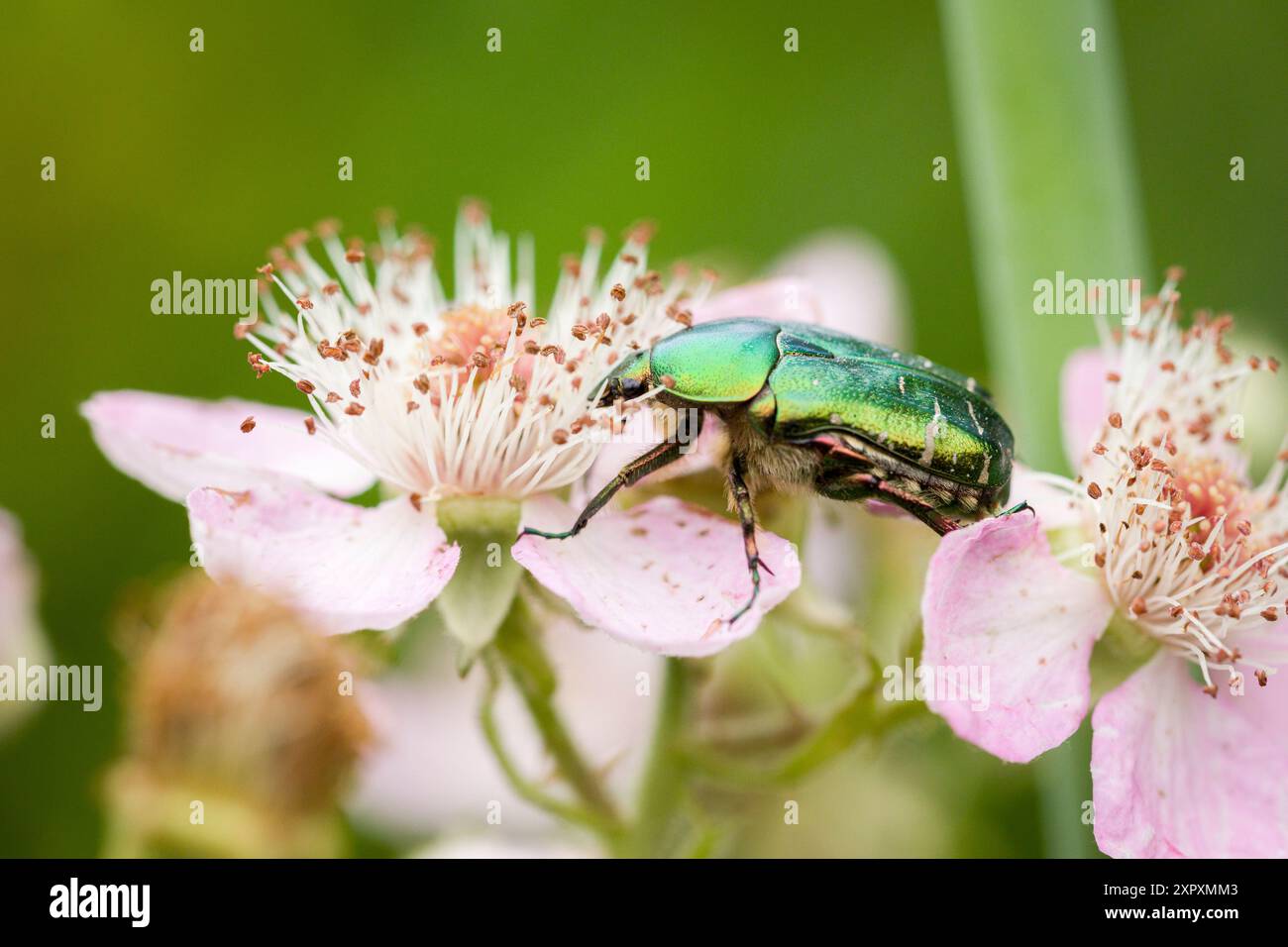 Green beetle drinking nectar on a blackberry blossom Stock Photo - Alamy