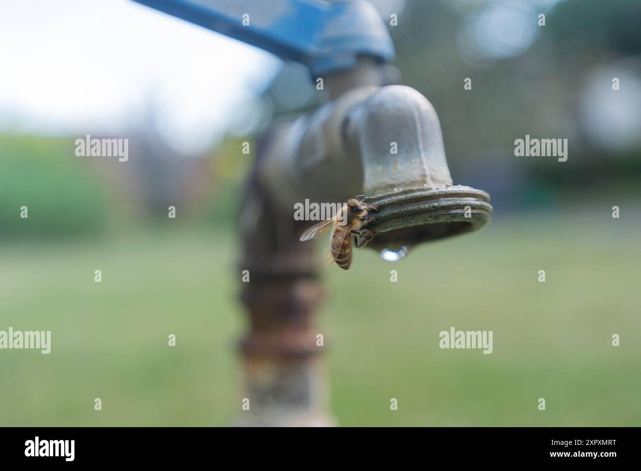 Thirsty bee sitting at the tap Stock Photo - Alamy