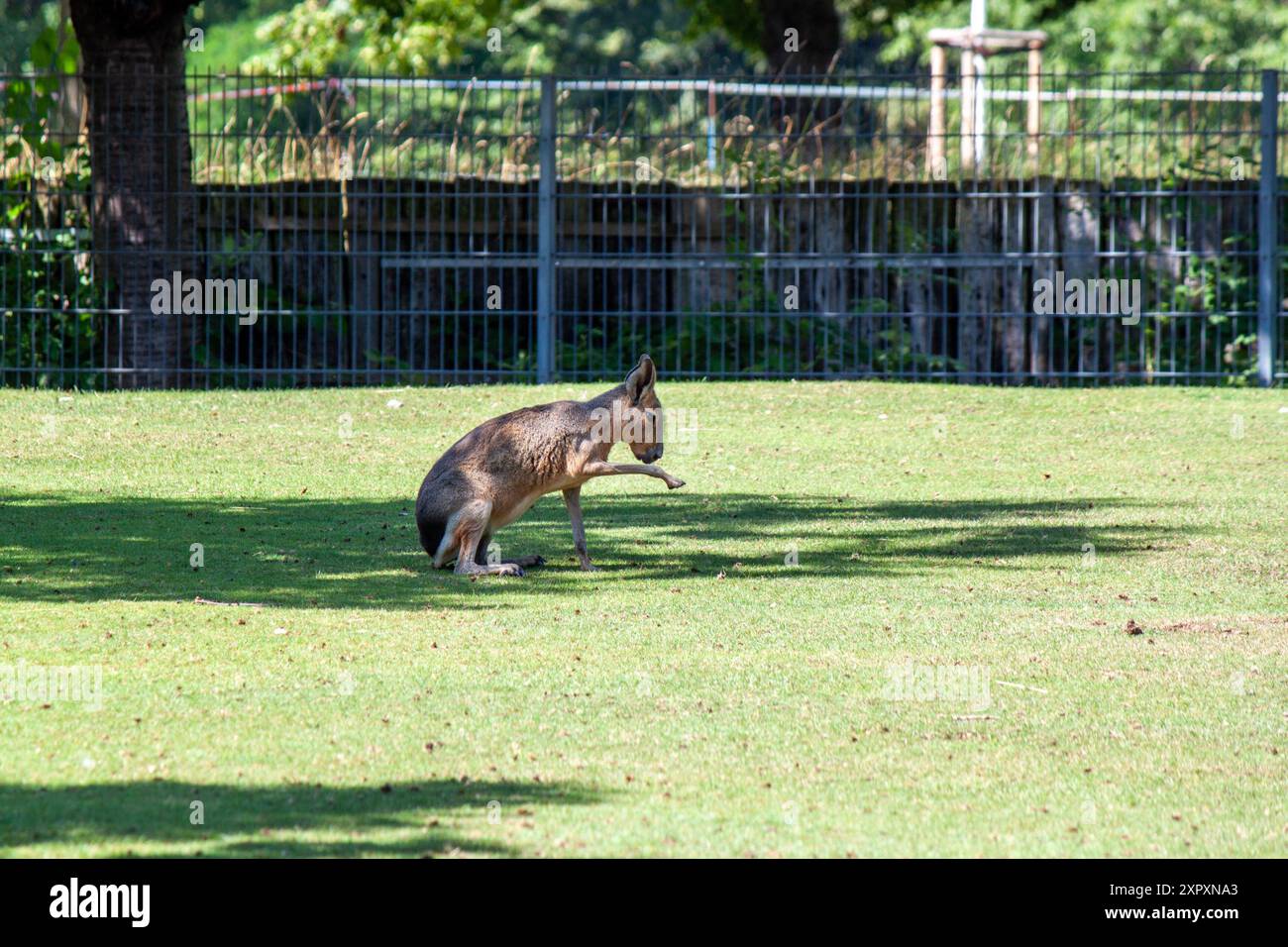 Patagonian Mara (scientific name Dolichotis Patagonum) in the Wilhelma ...