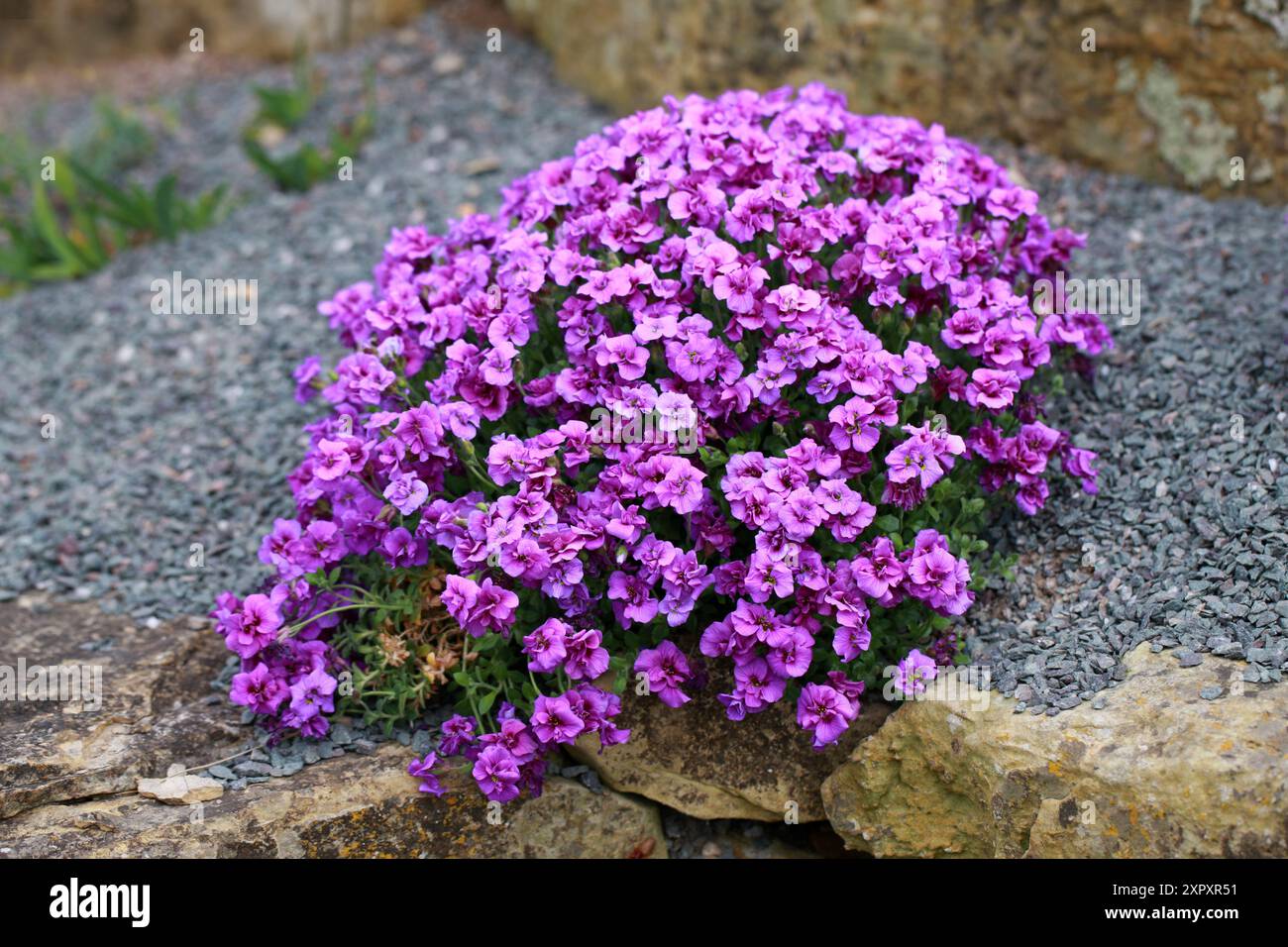 Aubrieta gloriosa hi-res stock photography and images - Alamy