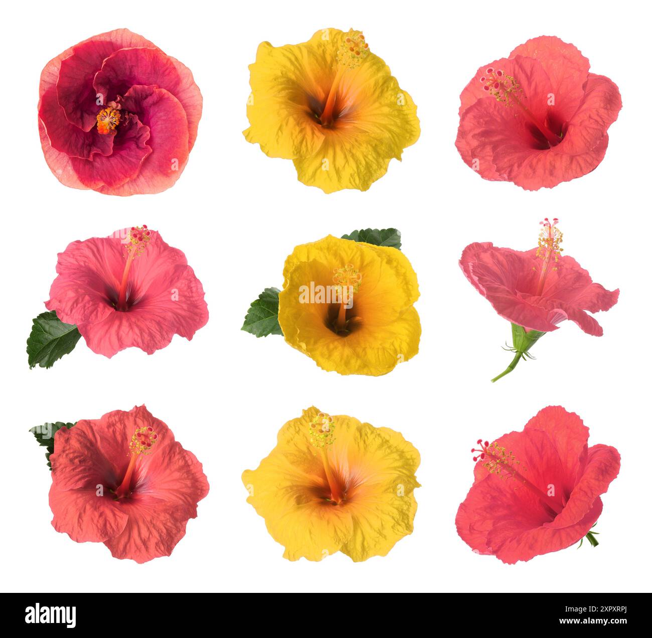 Beautiful colorful hibiscus flower isolated on white Stock Photo - Alamy