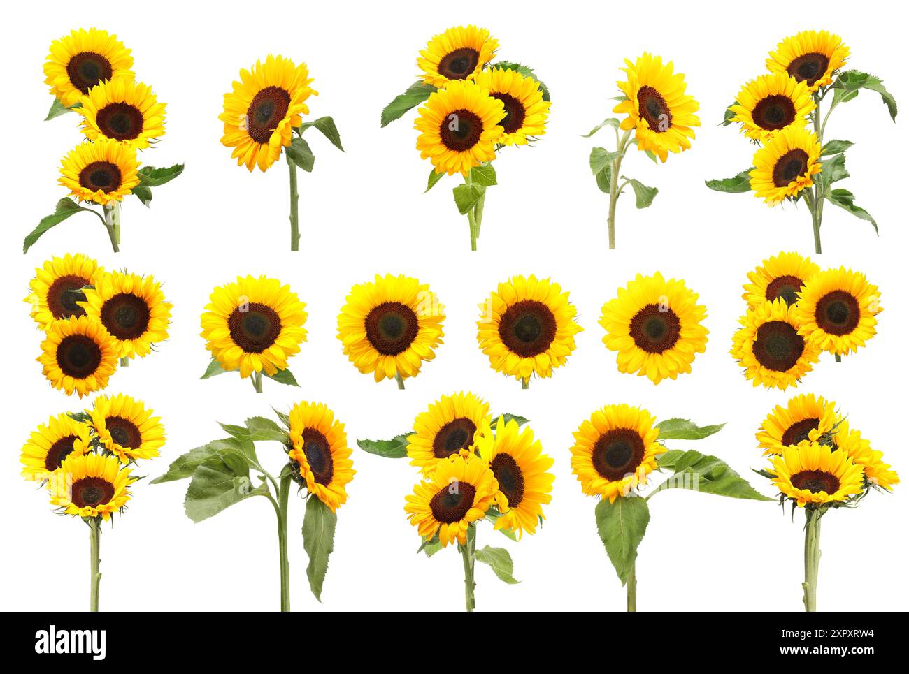Many golden sunflowers isolated on white, set Stock Photo - Alamy