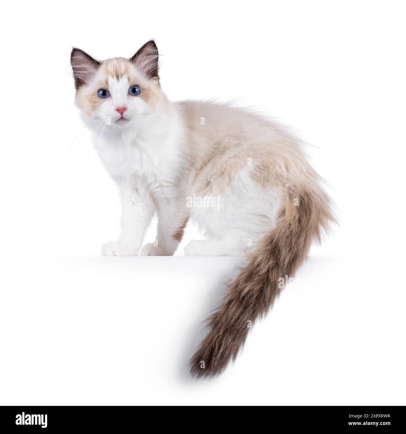 Elegant Ragdoll cat kitten standing side ways on edge turning to viewer ...