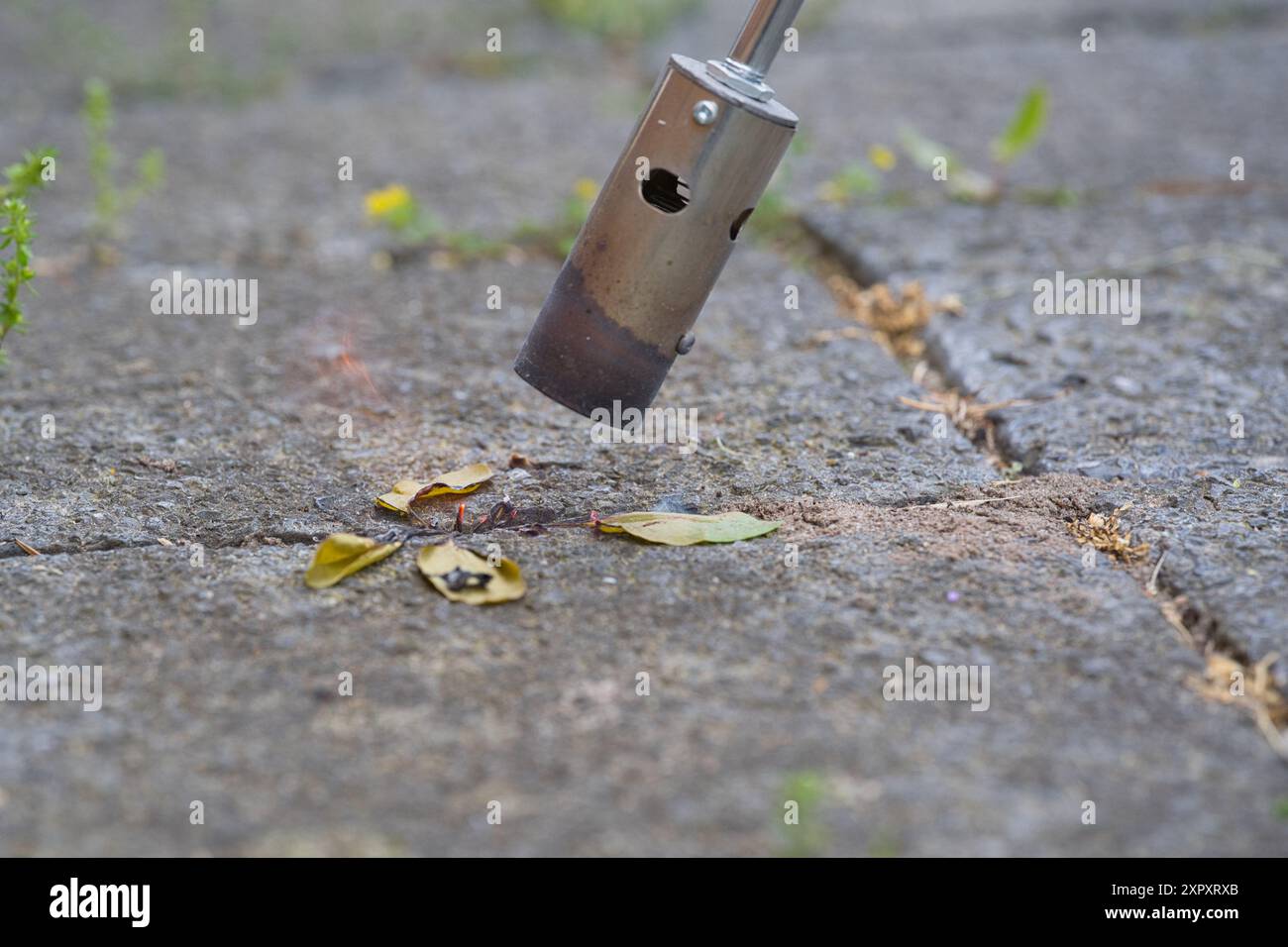 Weed removal with a gas burner on sidewalk slabs Stock Photo - Alamy