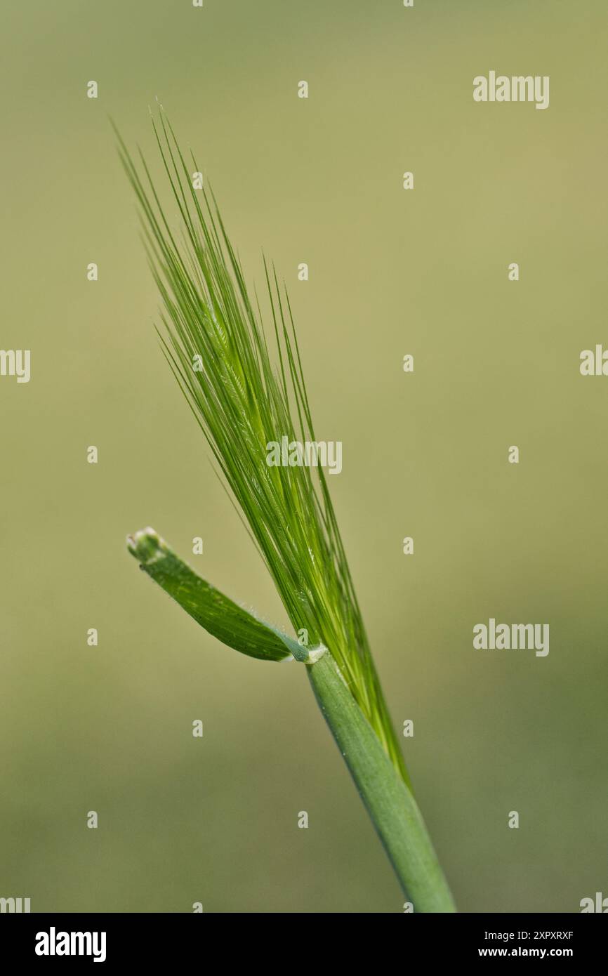 Ear of grain hi-res stock photography and images - Alamy