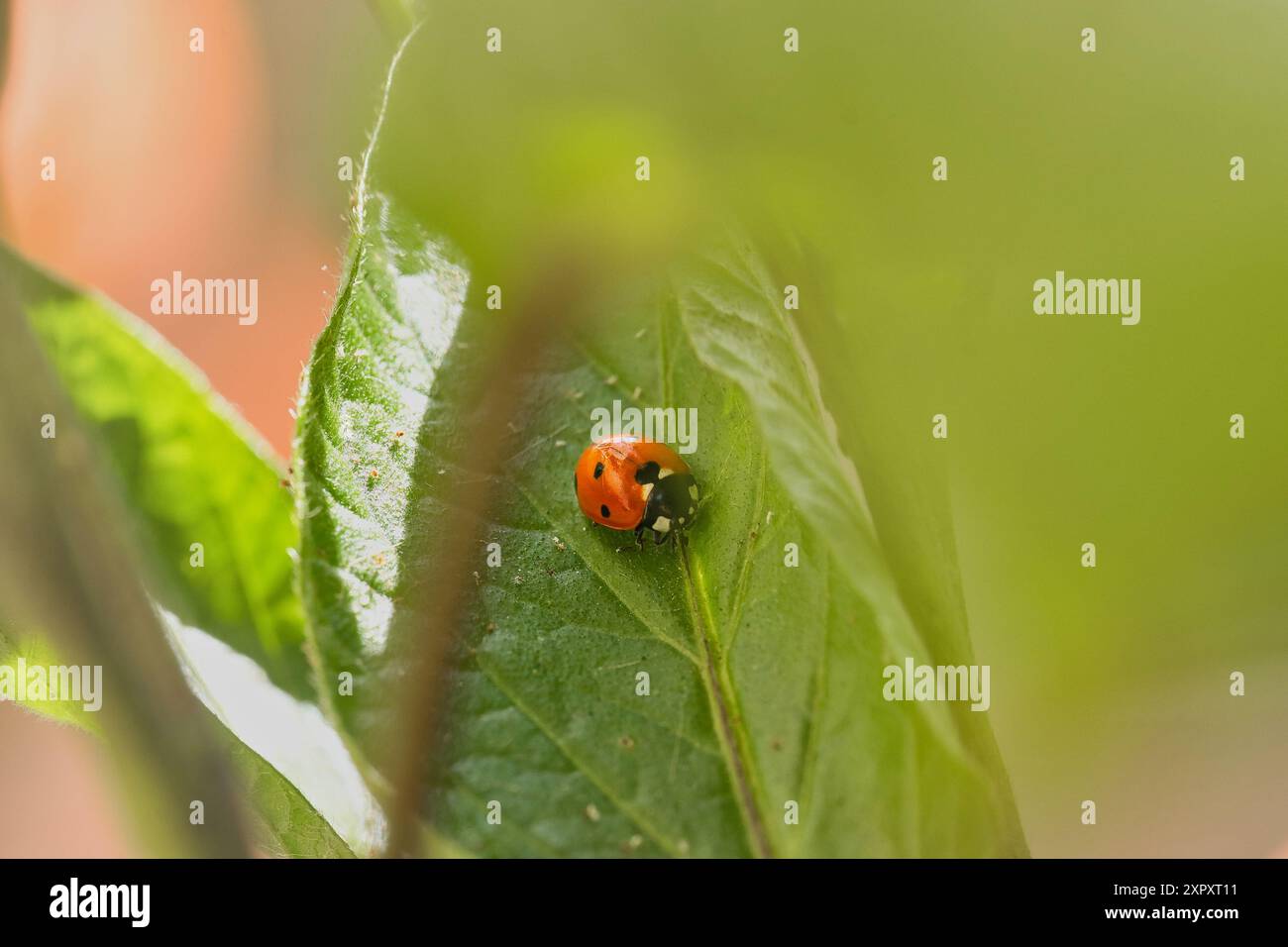 Macro - Ladybug sits on the leaf of a pear melon in the early morning ...