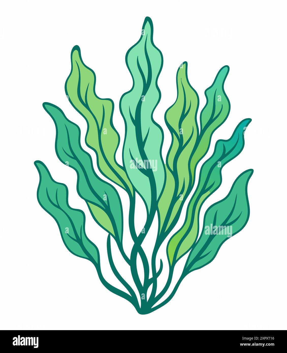 Hand drawn seaweed isolated on white. Cartoon style vector illustration ...