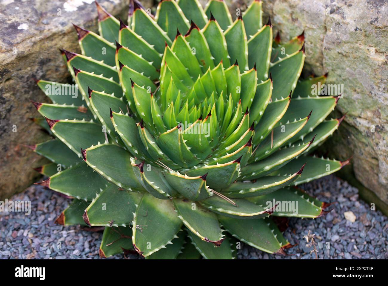 Spiral Aloe, Kroonaalwyn, Lekhala Kharetsa, or Many-leaved Aloe, Aloe ...